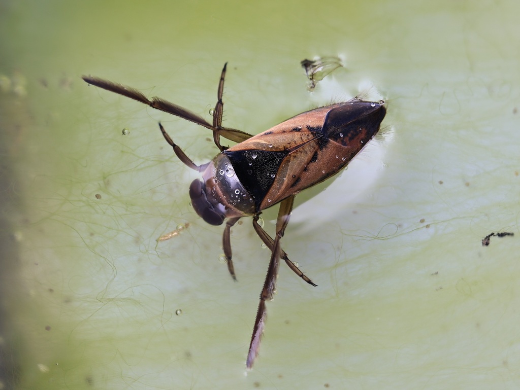 Greater Water Boatman from 8220 Brabrand, Danmark on August 1, 2023 at ...