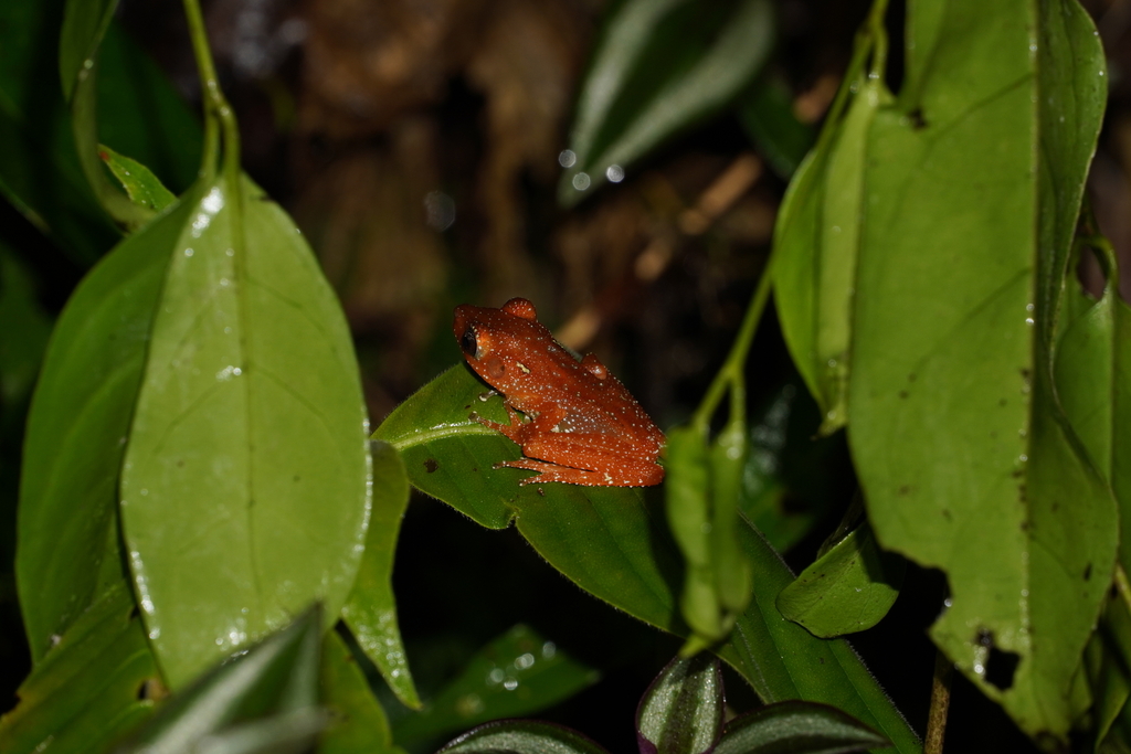 Spiny Tree Frog in December 2022 by sunnytang · iNaturalist