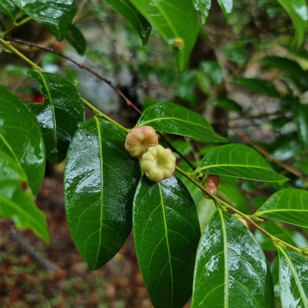 Cheese Tree from Austinville QLD 4213, Australia on November 21, 2023 ...