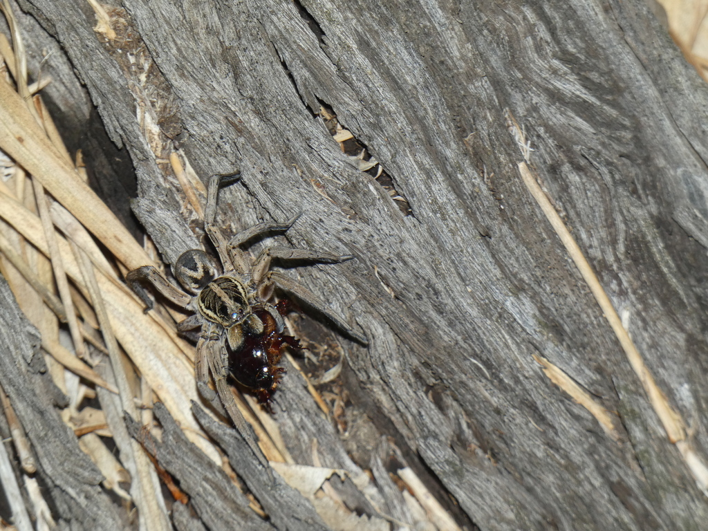 Union-Jack Wolf Spiders from Veresdale Scrub QLD 4285, Australia on ...
