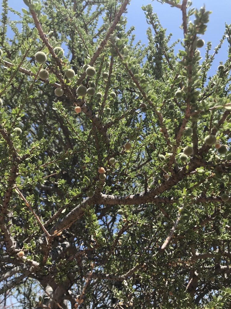 Foetid Bush from Otjozondjupa, NA on November 21, 2023 at 11:25 AM by ...