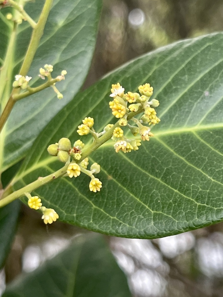 Alectryon coriaceus from Norm Rix Recreation Park, Labrador, QLD, AU on ...