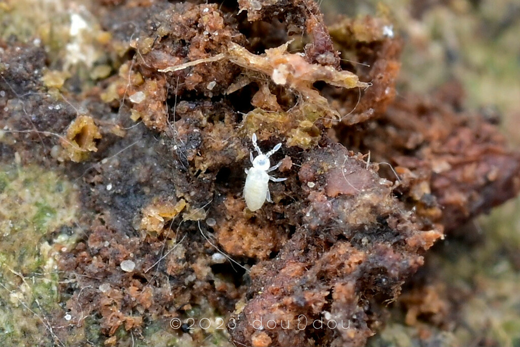 Cyphoderus from 中国海南省五指山市五指山 on January 1, 2023 at 07:42 PM by Fan Gao ...