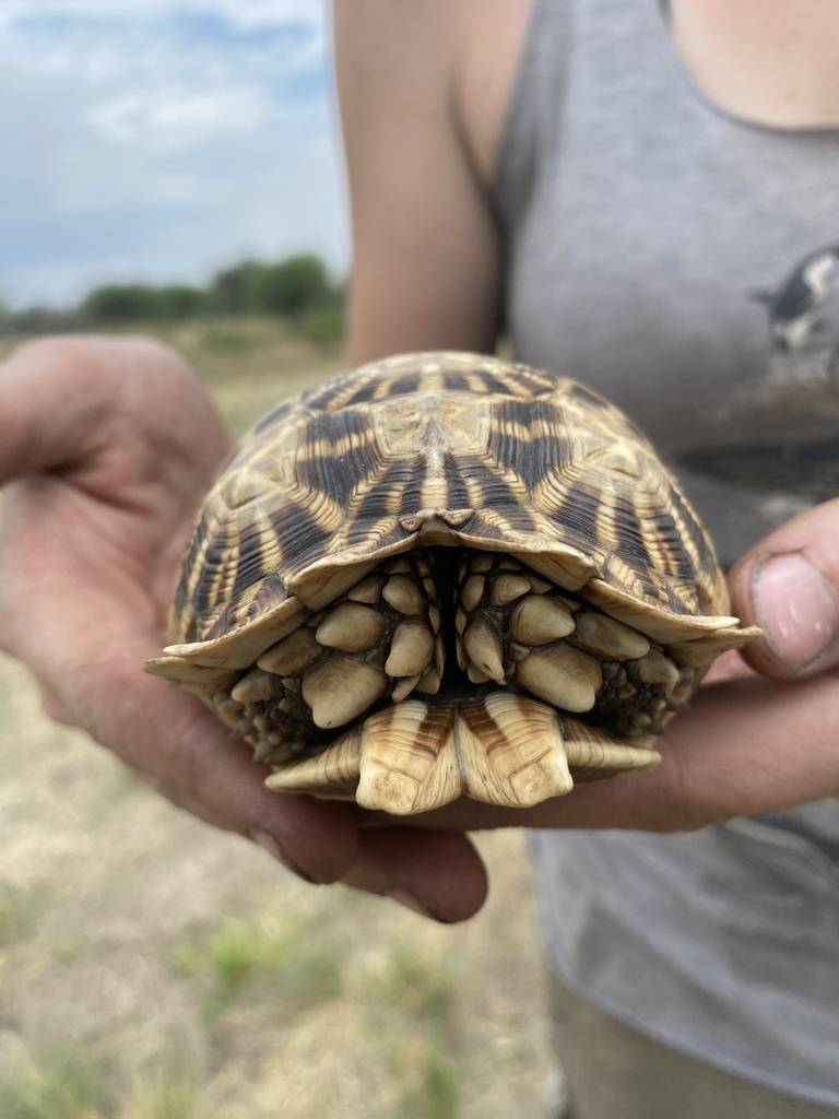 Serrated Tortoise from A3, Ghanzi, BW on November 17, 2023 at 10:56 AM ...