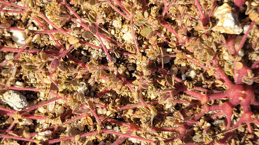 Yuma Sandmat from Palm Desert, CA, USA on November 20, 2023 at 11:28 AM ...