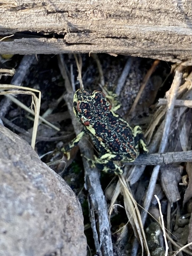 Atacama Toad in November 2023 by Maximiano Jose Lemaitre Palma ...