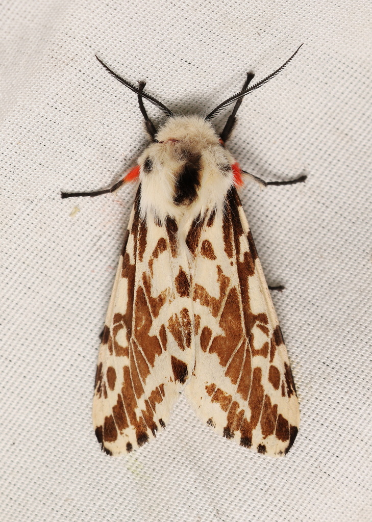 black-and-white tiger moth from Lorne VIC 3232, Australia on November ...