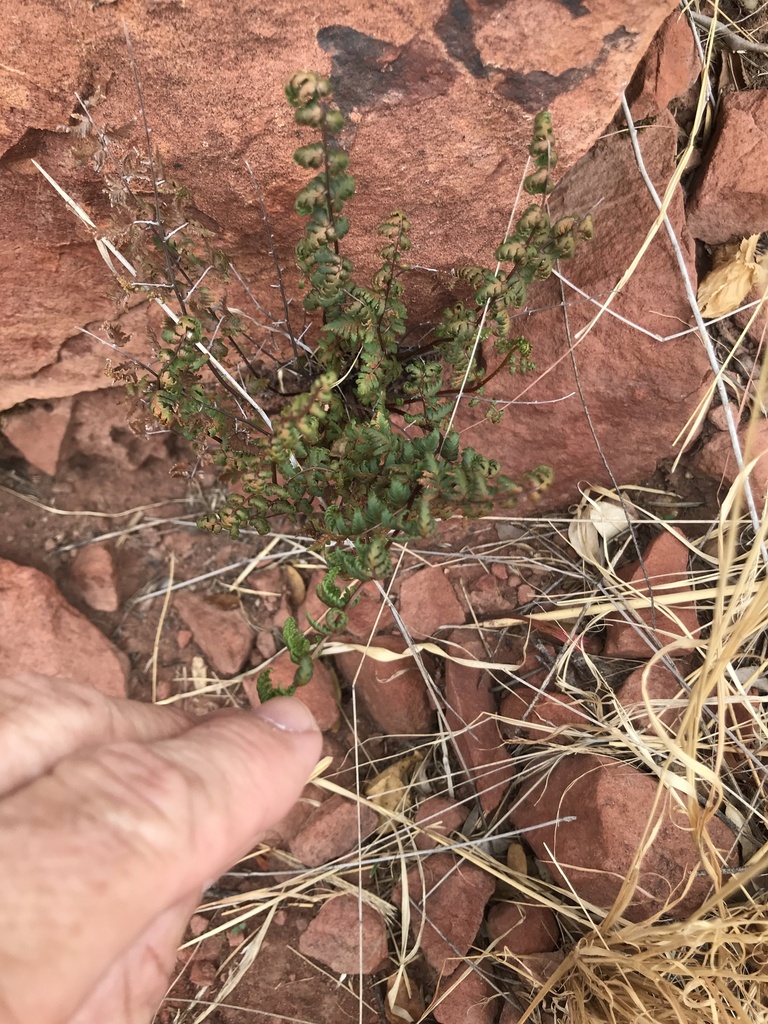 Woolly Lipfern from Leopard Loop Trail, Otjozondjupa, NA on November 21 ...