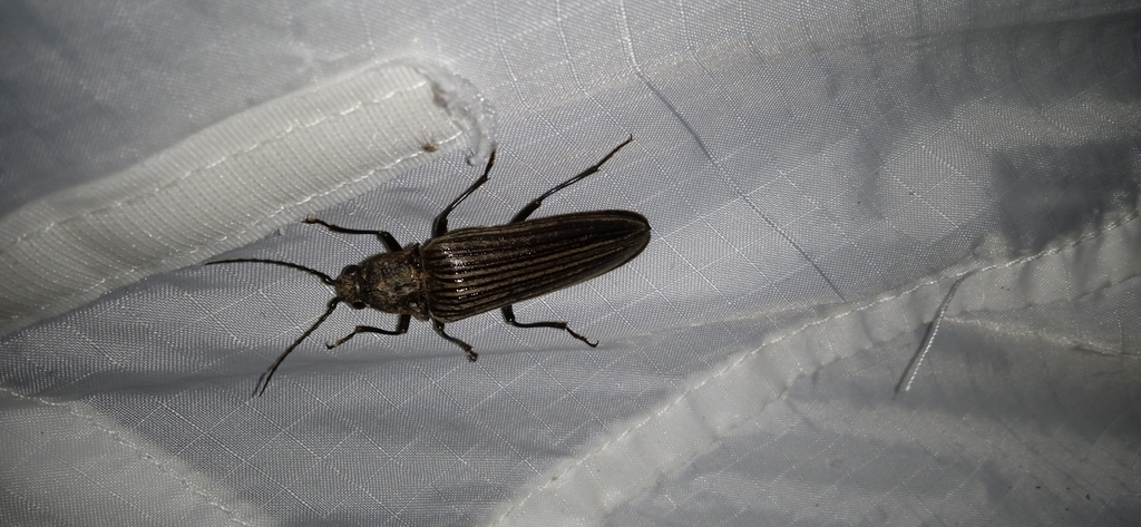 Cyathodera lanugicollis from FFQG+J89 - São Vicente do Grama, Jequeri ...