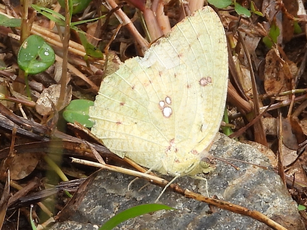 Mottled Emigrant from F2GC+CMC, Addateegala, Andhra Pradesh 533428 ...