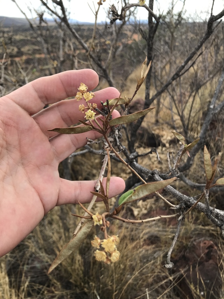 Lavender Feverberry from Leopard Loop Trail, Otjozondjupa, NA on ...