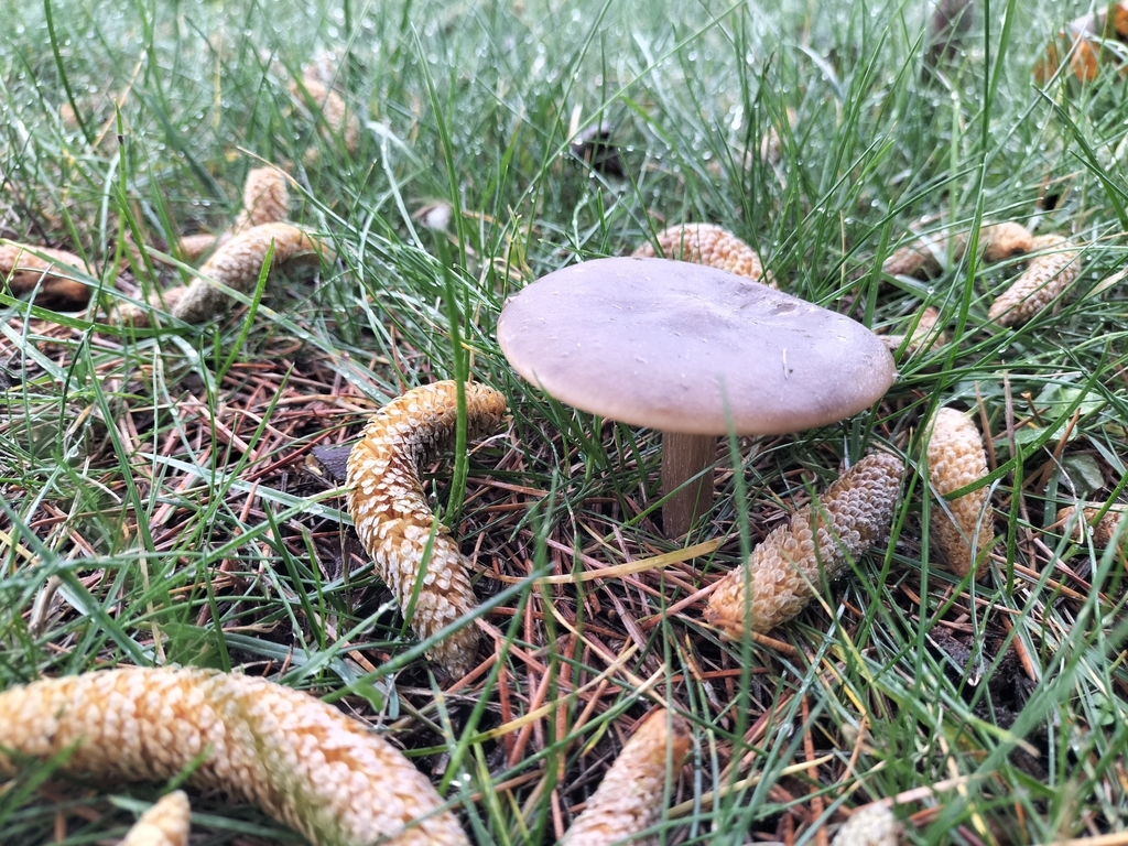 Fungi Including Lichens from Joliot Curie, 91190 Gif-sur-Yvette, France ...