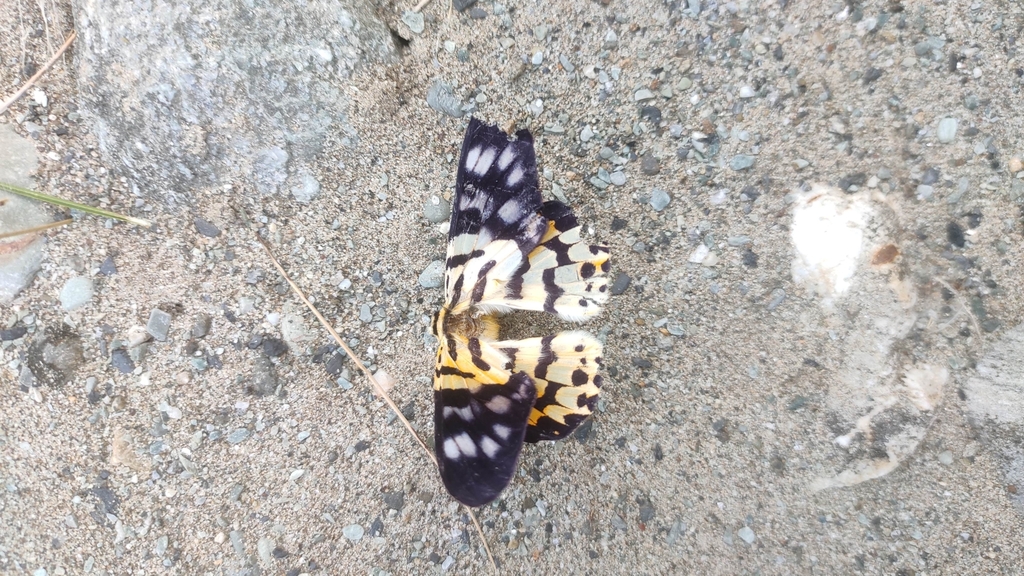 False Tiger Moth from Sukna Forest, West Bengal, India on November 21 ...