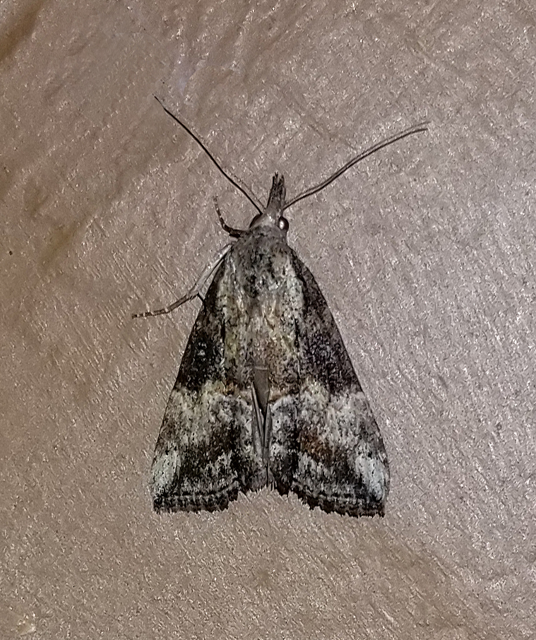 Green Cloverworm Moth from Fentress County, TN, USA on November 20 ...