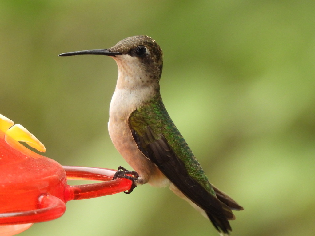 Ruby-throated Hummingbird from Estero Llano Grande State Park, Mercedes ...