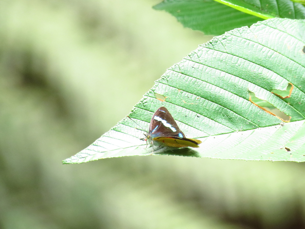 Vague Numberwings from Paucartambo, Perú on October 25, 2023 at 10:12 ...