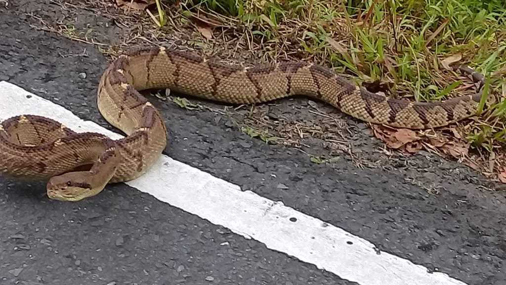 Central American Bushmaster from Unnamed Road, Panamá by Hector Moreno ...