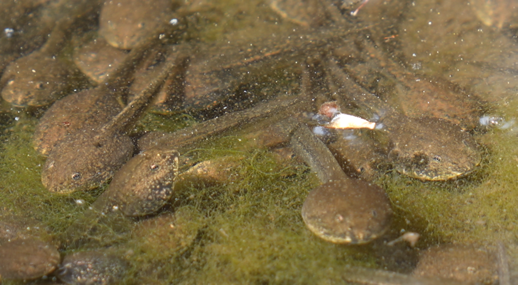 Typical Frogs from Saiko, Fujikawaguchiko, Minamitsuru District ...