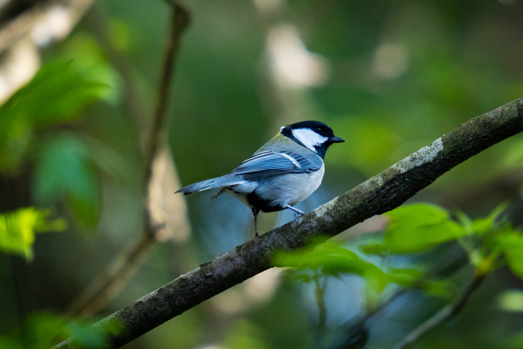 Parus minor minor from Narusawa, Minamitsuru District, Yamanashi 401 ...