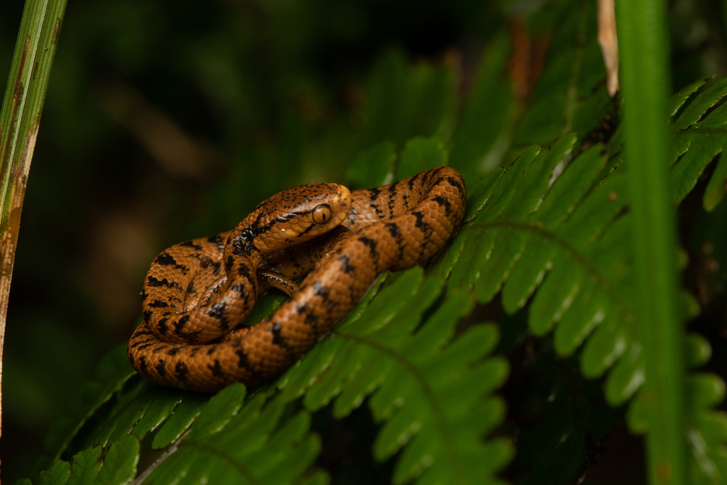 Atayal Slug-eating Snake in January 2023 by ph_hsu · iNaturalist