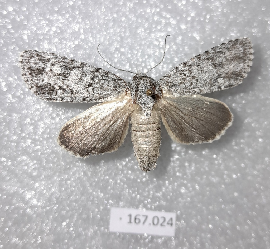 Dagger Moths from Smithville, TX, US on October 11, 2023 at 01:43 PM by ...