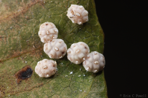 Florida Wax Scale (Ceroplastes floridensis) · iNaturalist