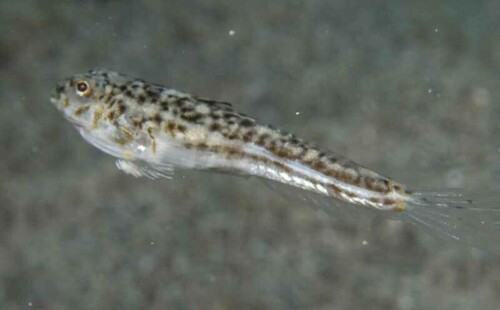 Draculo pogognathus · iNaturalist