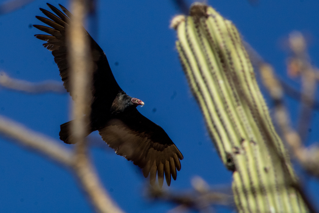 Turkey Vulture from Santa María Tecomavaca, Oax., México on November 15 ...
