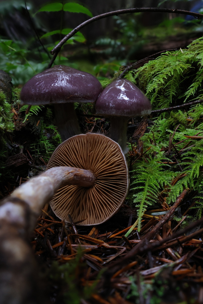 gassy webcap from Veneta, OR, US on November 17, 2023 at 01:23 AM by ...