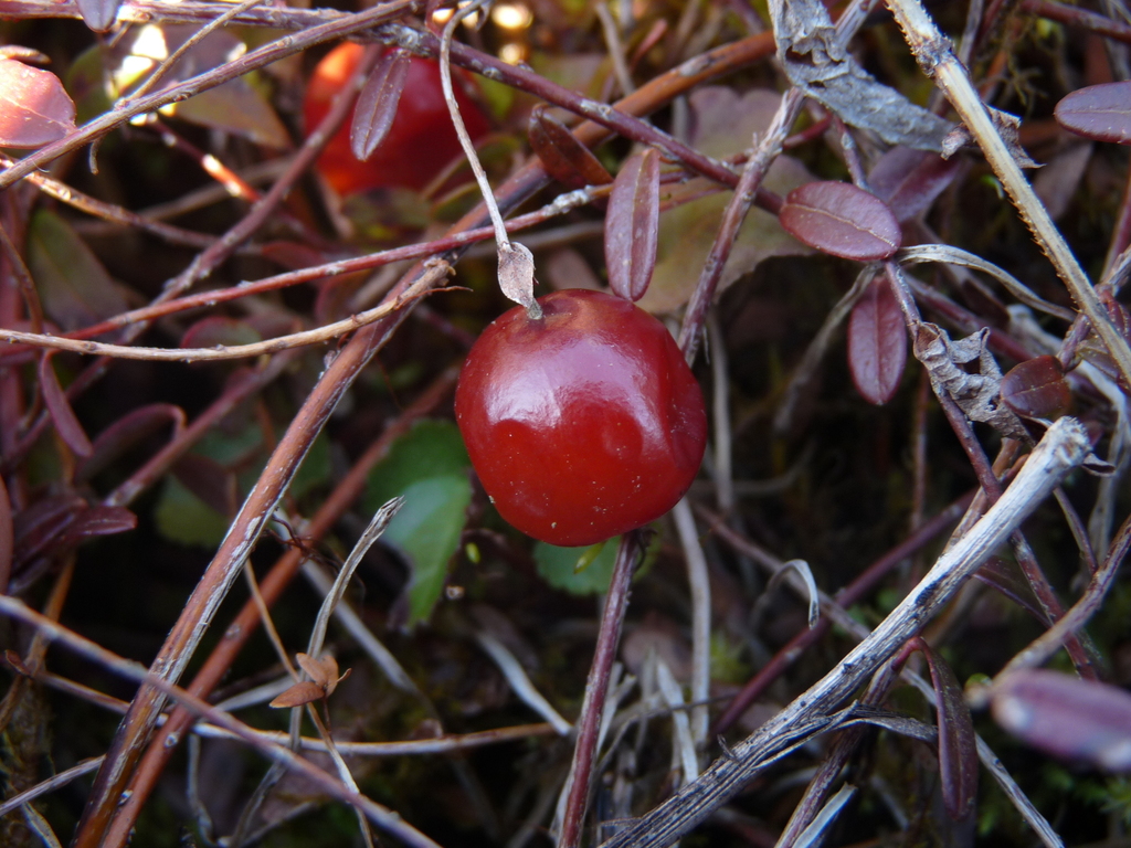 American Cranberry from Johnson County, TN, USA on March 28, 2019 at 03 ...