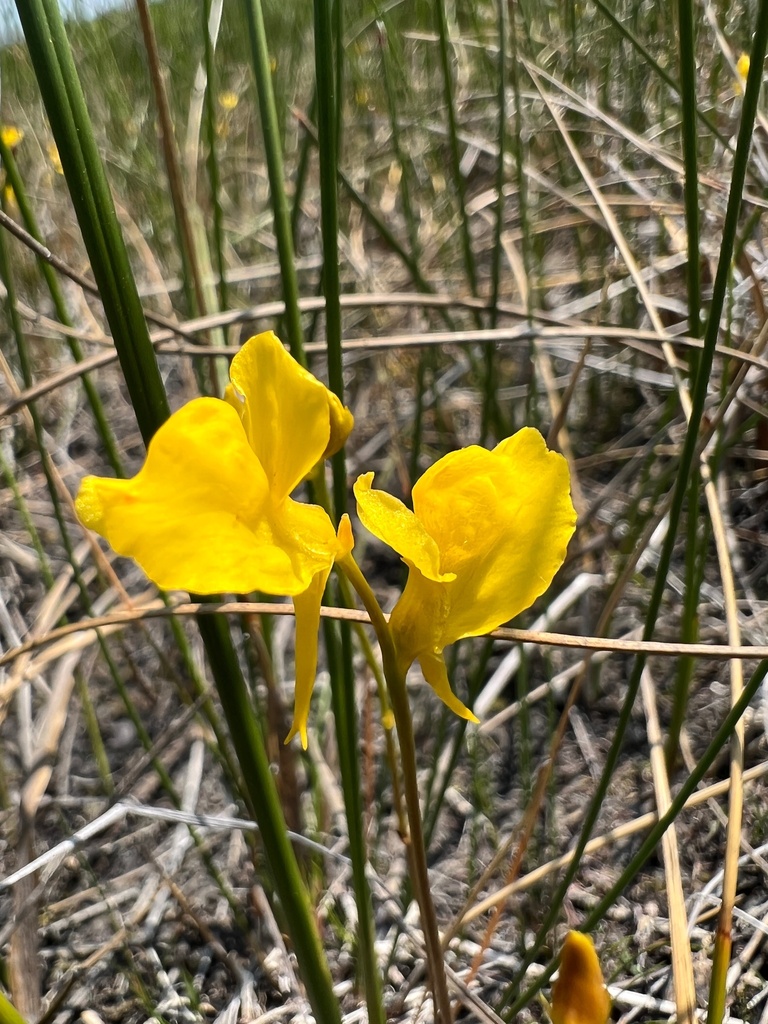 Horned Bladderwort in June 2023 by Esteban M. Coria · iNaturalist
