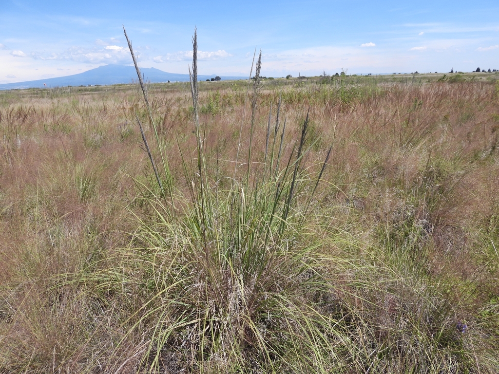 Muhlenbergia robusta from 74168 Pue., México on October 6, 2023 by ...