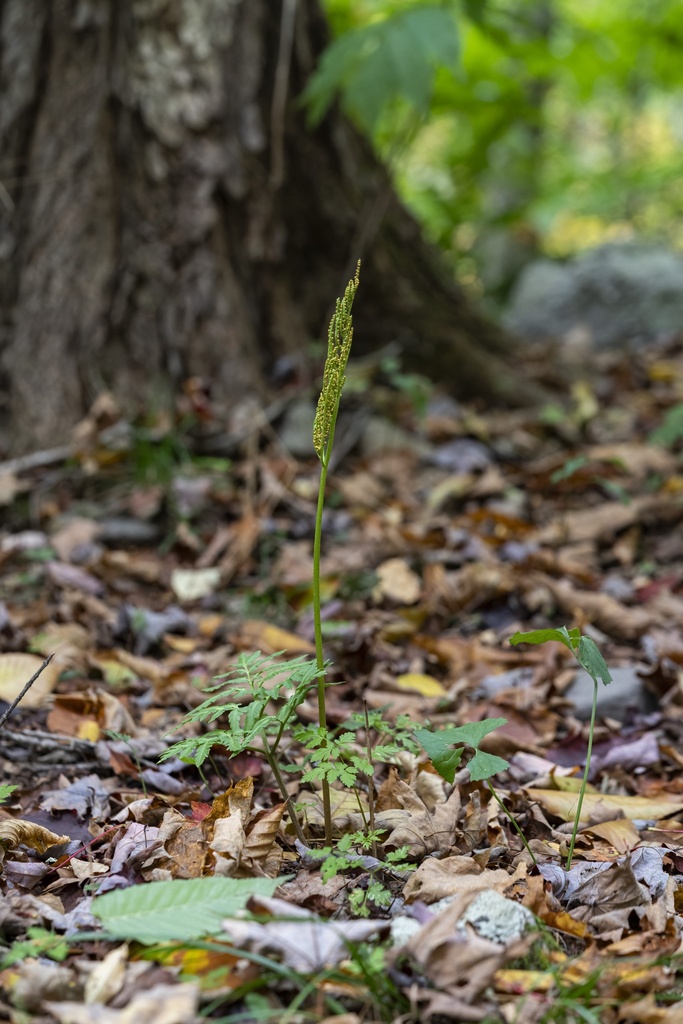 bronze fern from Catskill Park, Big Indian, NY, US on October 10, 2023 ...