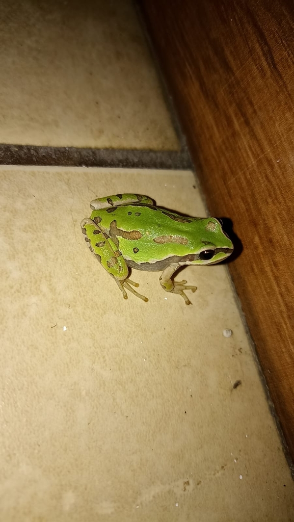 Mountain Tree Frog from El Tecuán on November 11, 2023 by Emmanuel Reza ...