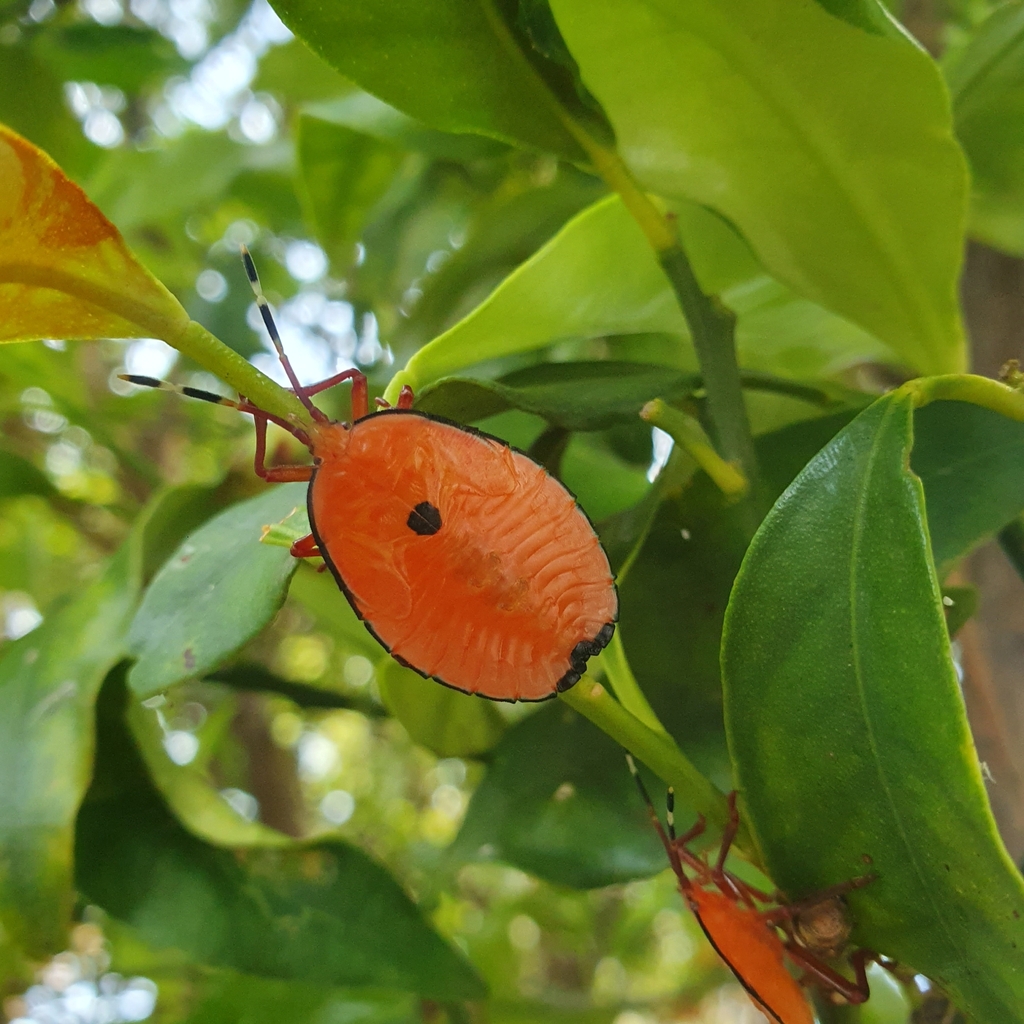Bronze Orange Bug from Parramatta NSW 2150, Australia on November 21 ...