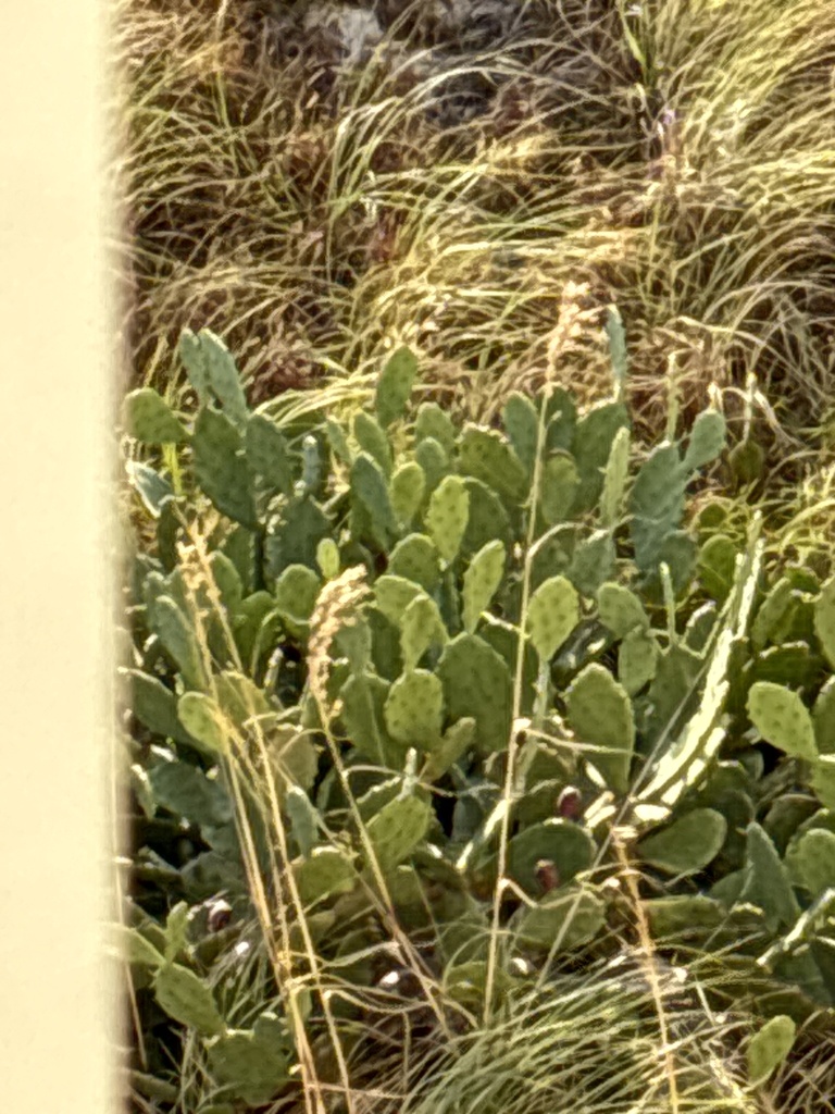 beach prickly pear from Shores of Panama, Panama City Beach, FL, US on ...
