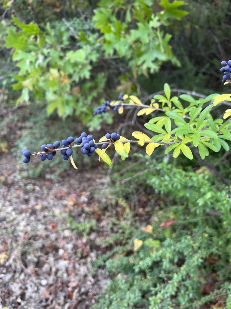 Quihoui privet from Dallas College - Mountain View Campus, Dallas, TX ...