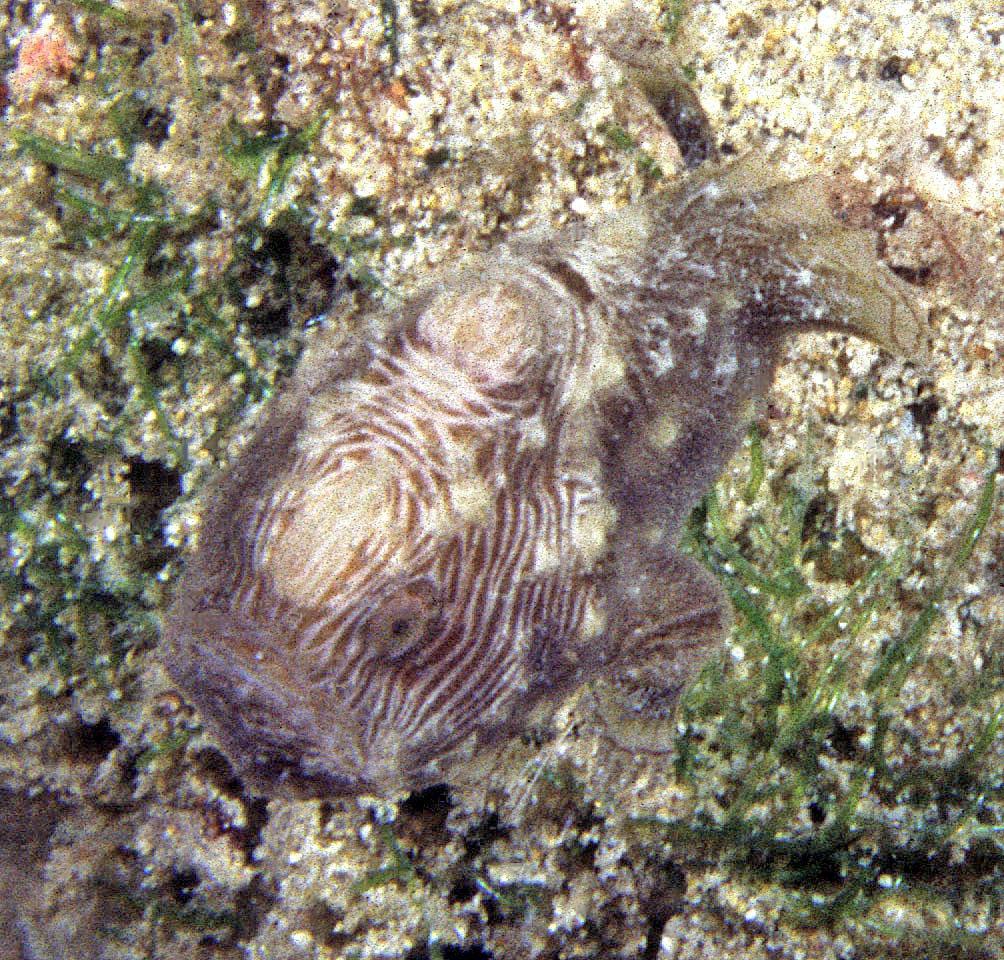 Pygmy Anglerfish (Antennatus linearis) - Marine Life Identification