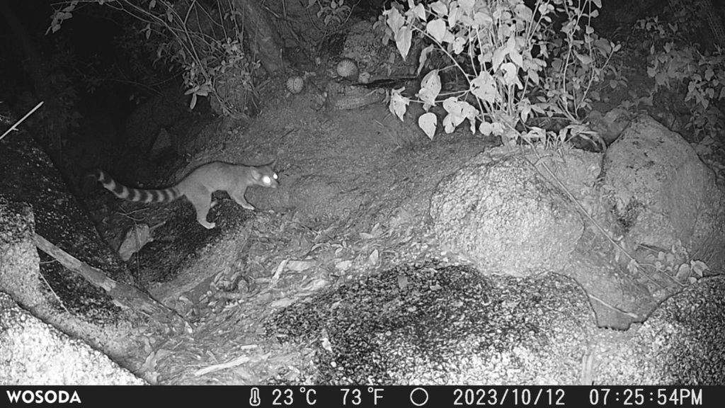 Ringtail from La Paz, BCS, Mexico on October 12, 2023 at 07:25 PM by ...