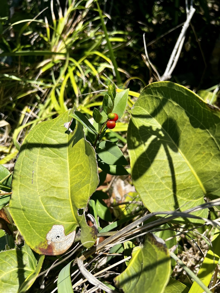 Austral Sarsaparilla from Broken Head Nature Reserve, Broken Head, NSW, AU on November 18, 2023 ...