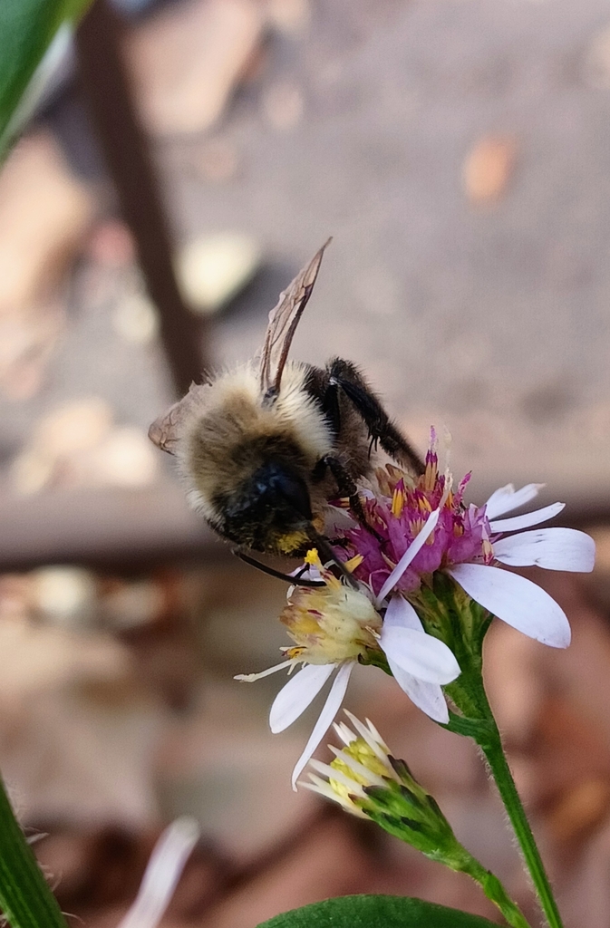 Common Eastern Bumble Bee in November 2023 by Yehuda Altein. On ...