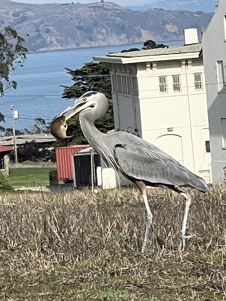Botta's Pocket Gopher from Presidio, San Francisco, CA, US on November ...