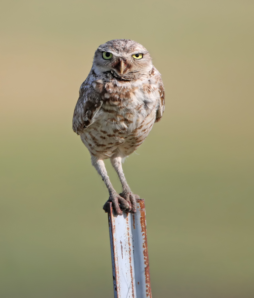 Burrowing Owl from Clay County, NE, USA on June 28, 2020 at 08:47 AM by ...