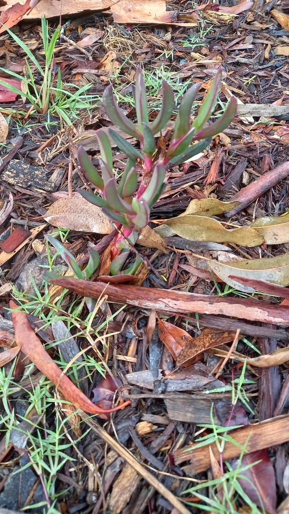 Angular Sea-fig from Palmview QLD 4553, Australia on November 22, 2023 ...