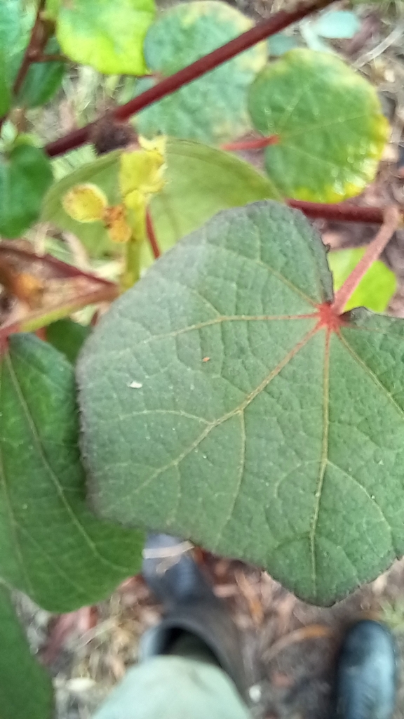 Caesar weed from Palmview QLD 4553, Australia on November 22, 2023 at ...