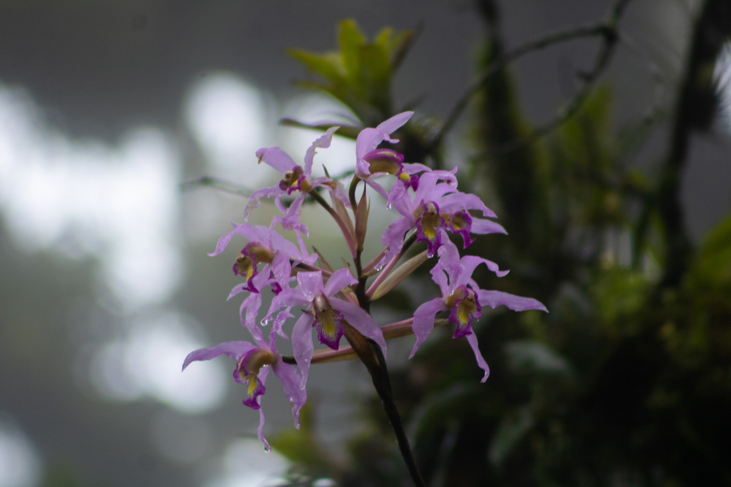 Laelia halbingeriana in November 2023 by Edwin Jair Ortega Jimenez ...