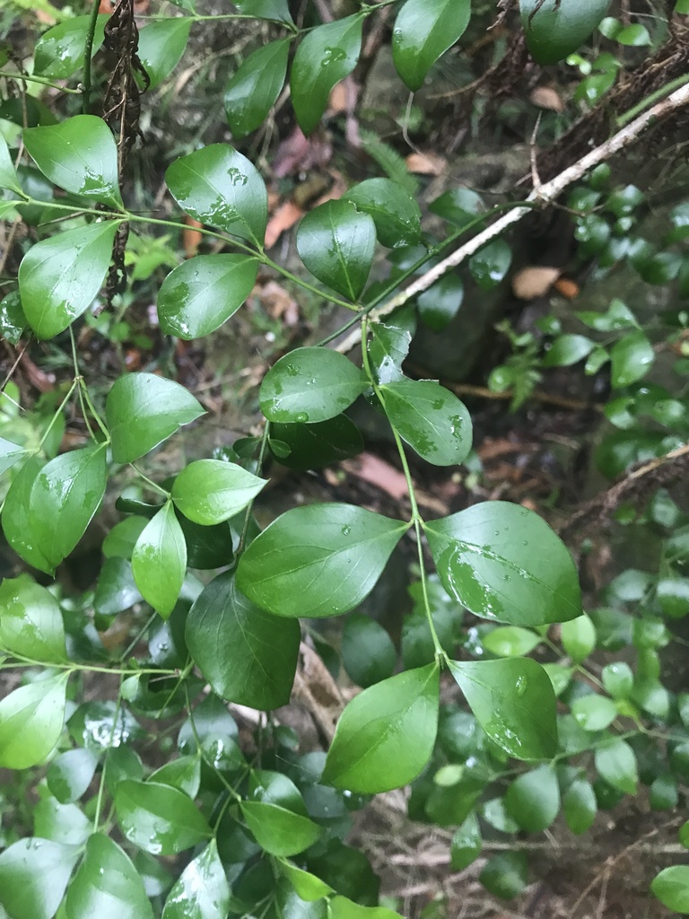 conkerberry from Suffolk Park, NSW, AU on November 22, 2023 at 11:23 AM ...