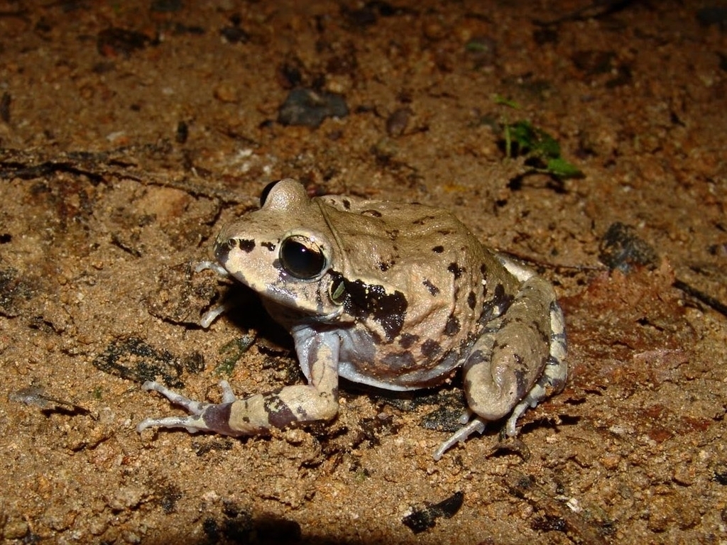 Barking Frog from 28780 Col., México on September 14, 2007 at 10:42 PM ...