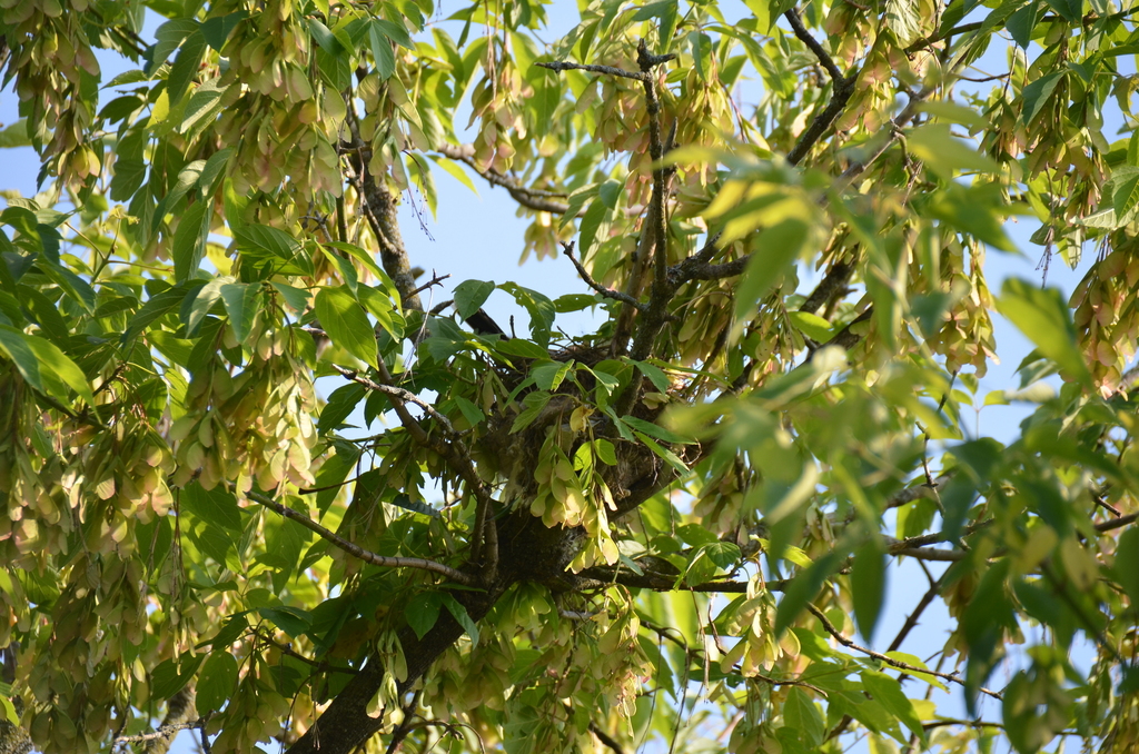 manitoba maple (Acer negundo) – Fern's Diaries