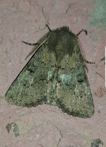 Polymixis susica · iNaturalist